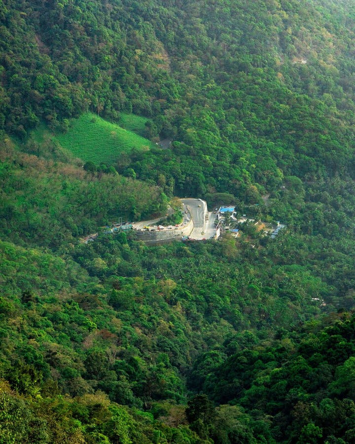 Foto Vertical De Una Selva Tropical Foto de archivo - Imagen de ...
