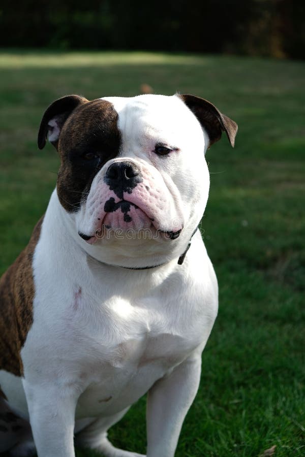 Foto Vertical Del Perro De Toros Estadounidense Foto de archivo ...
