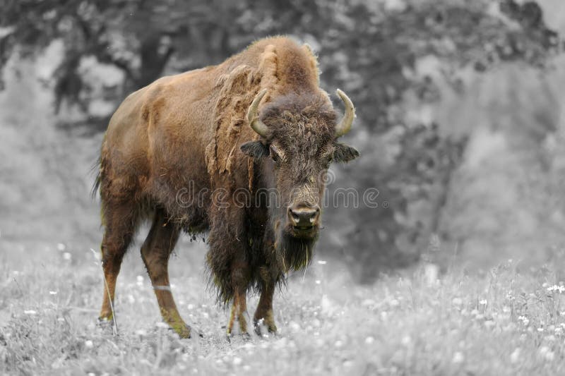 El bisonte blanco y negro foto de archivo. Imagen de parque - 88315058