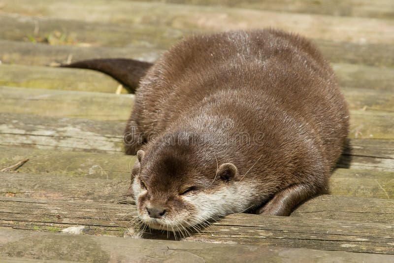 Fotografía De Una Nutria El Dormir Foto de archivo - Imagen de nadada ...