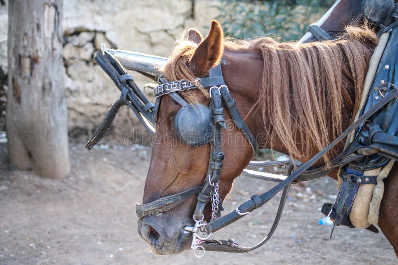 Fotografar Cavalos Carregando Cargas Imagem de Stock - Imagem de ...