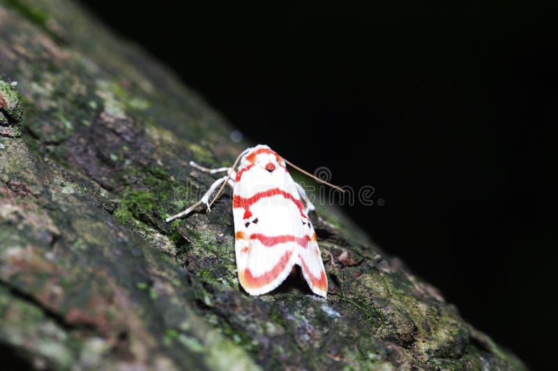 Fotografar Insetos Bonitos Na Natureza Foto de Stock - Imagem de bonito ...