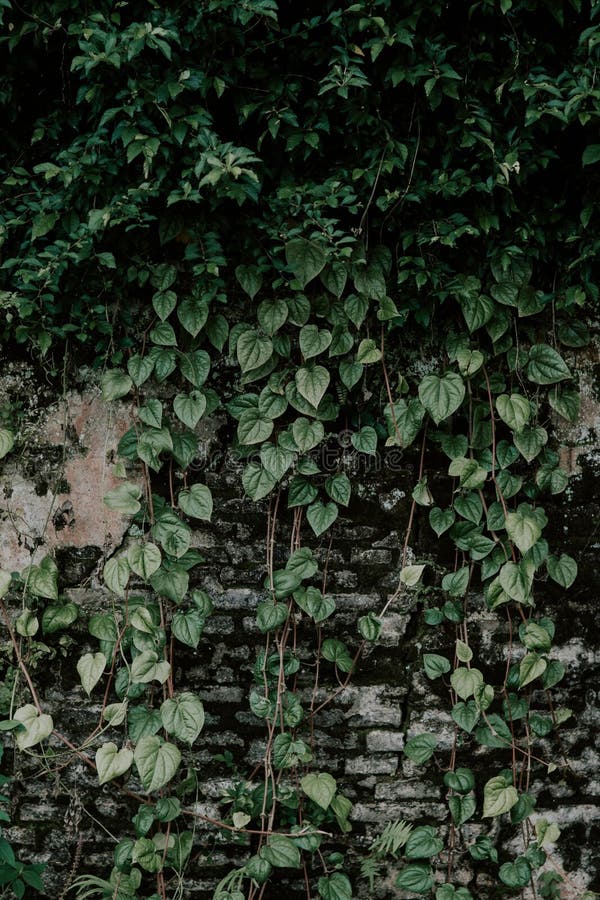 Fotografia Da Vinha Na Parede Foto de Stock - Imagem de foto, parede ...