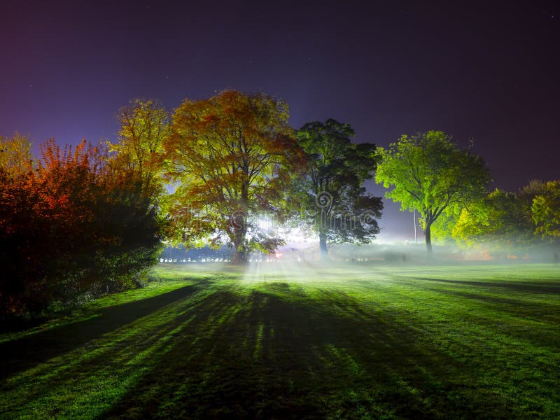 Fotografia Di Notte Alberi Di Singoli Di Un Backlighting Della Luce ...