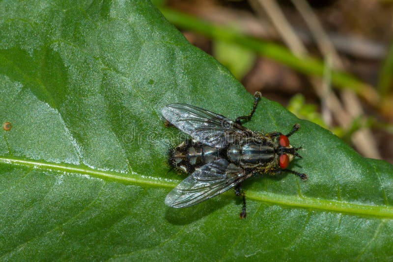 Fotografia Macro Com Uma Mosca Comum Que Descansa Em Uma Folha Imagem ...