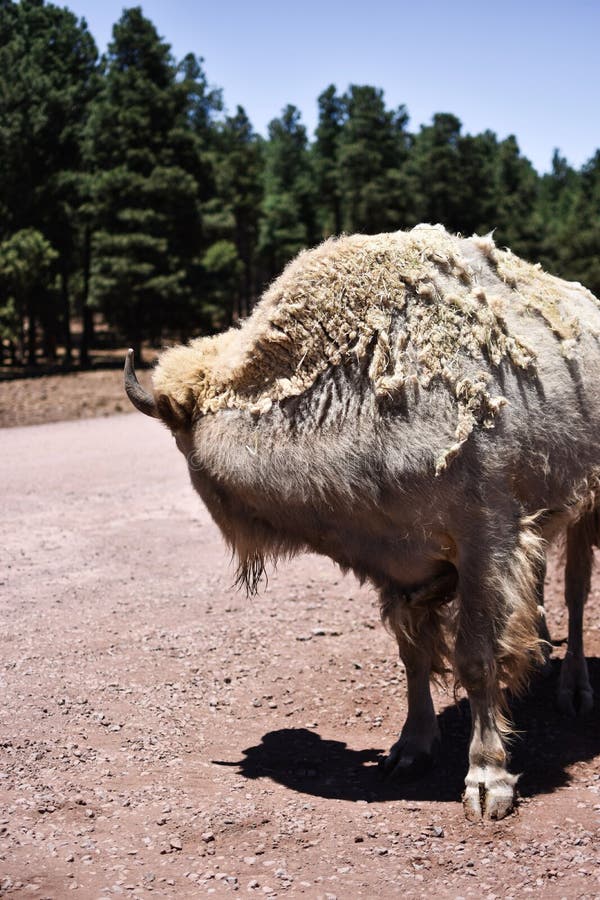 Fotografia Vertical De Um Bison Em Arizona Imagem de Stock - Imagem de ...