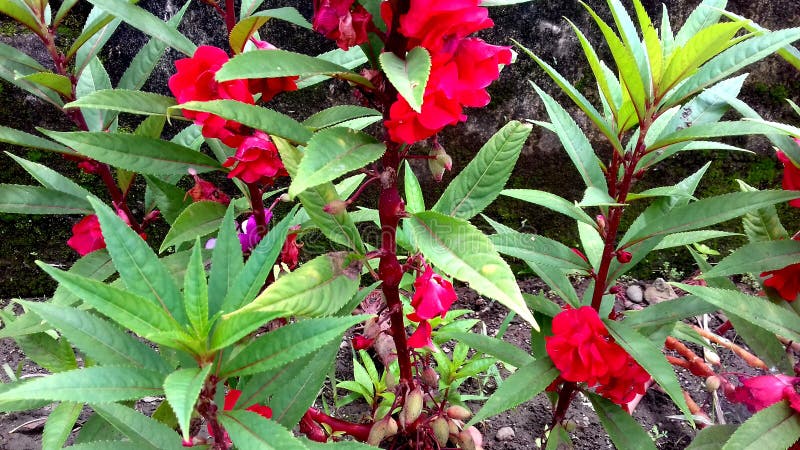 Fotografische Darstellung Einer Pflanze Mit Roten Blumen. Stockbild ...