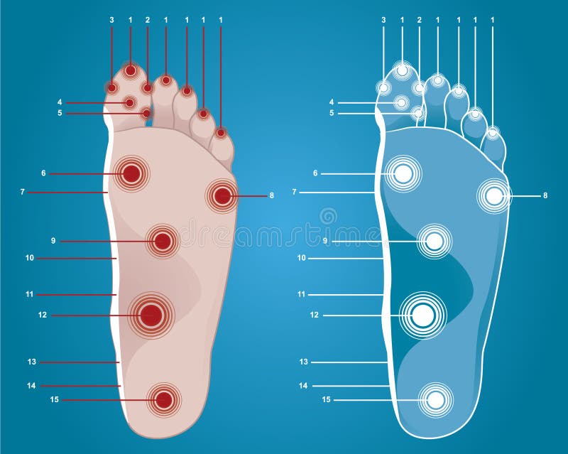 Acupuncture Points on the Feet. the Reflex Zones on the Feet Stock ...