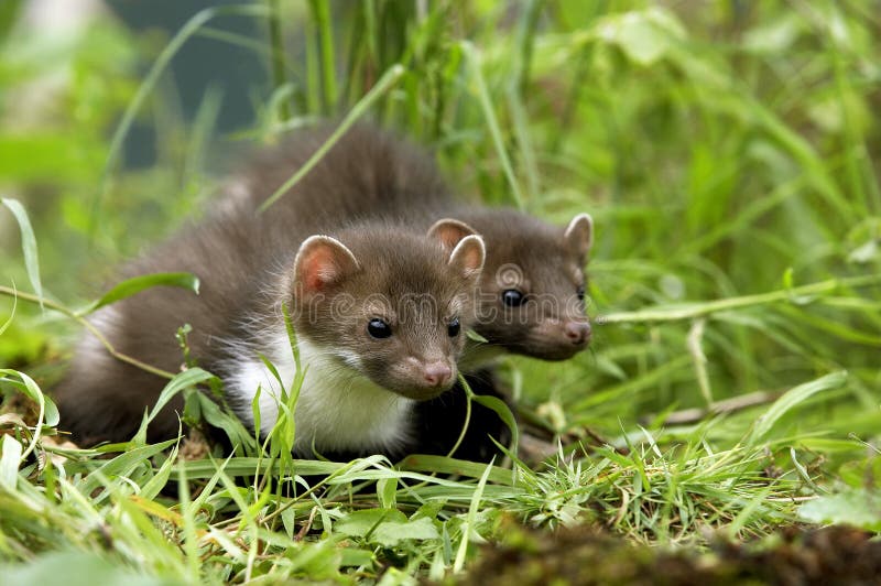 FOUINE martes foina stock photo. Image of animal, stone - 170954062