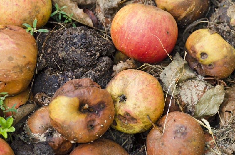 Two Rotten Apples and a Plum Stock Photo - Image of mold, apple: 35247524