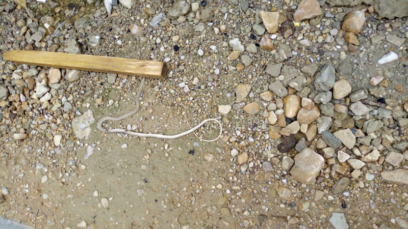 2,716 Baby Snake Stock Photos - Free & Royalty-Free Stock Photos from ...