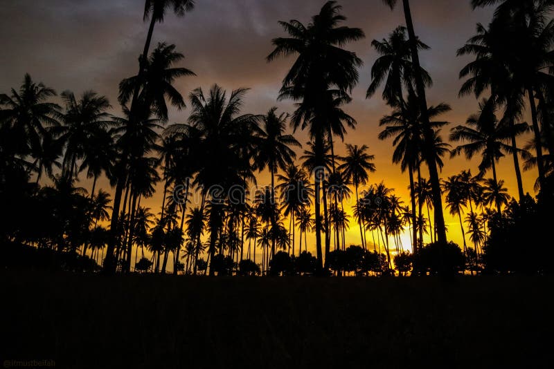 Coconut Trees on Sunset stock image. Image of beaches - 106099243