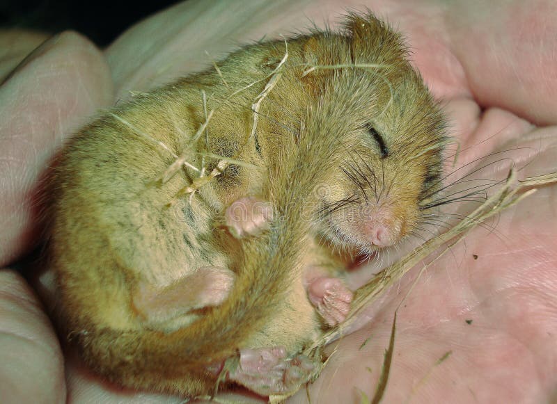 Sleeping dormouse stock image. Image of ears, nest, cute - 78122837