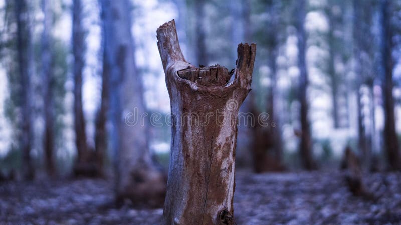 Tree Trunk Found In A Forest Stock Image - Image of sign, shot: 107568435