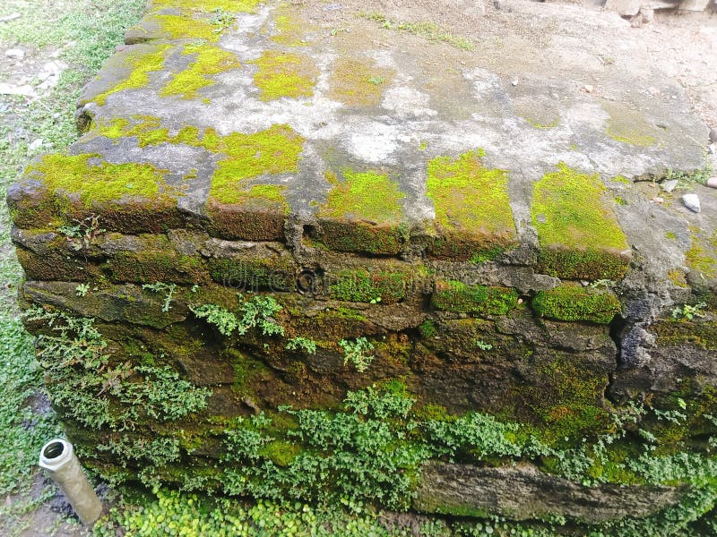 The Foundation of the Brick House is Mossy Stock Image - Image of house ...