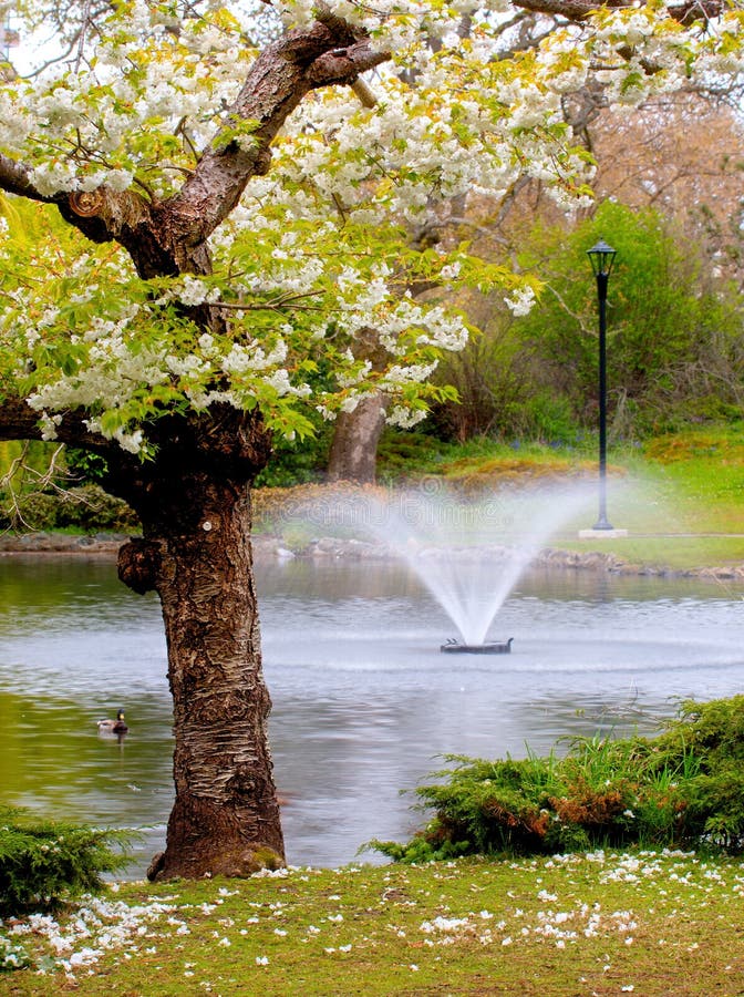 Fountain in Beacon Hill Park Stock Image - Image of plants, fall: 145590701