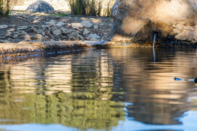 Fountain, Cattle Watering Place in the Forest Stock Photo - Image of ...