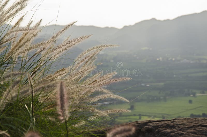 Fountain Grass Blowing in the Wind on the High Cliff Stock Image ...