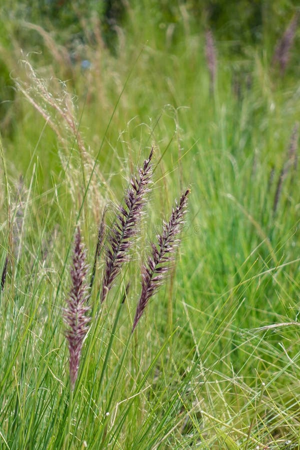 Fountain Grass Fronds Against a Backdrop of Wild Grasses Stock Photo - Image of plant, beauty ...