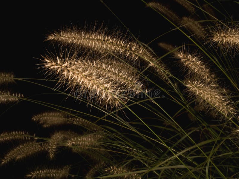 Fountain grass at night stock image. Image of pennisetum - 16386319