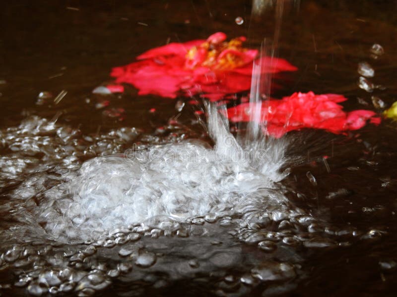 Roses in the Water of the Fountain Stock Photo - Image of gardening ...