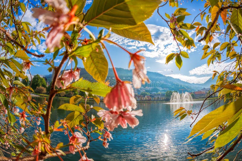 Fountain with Spring Tree in Bergen, Norway Stock Photo - Image of ...