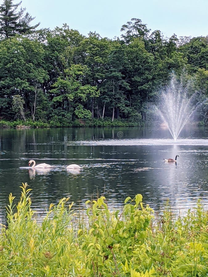 Fountain of the swan stock photo. Image of duck, beautiful - 239331328