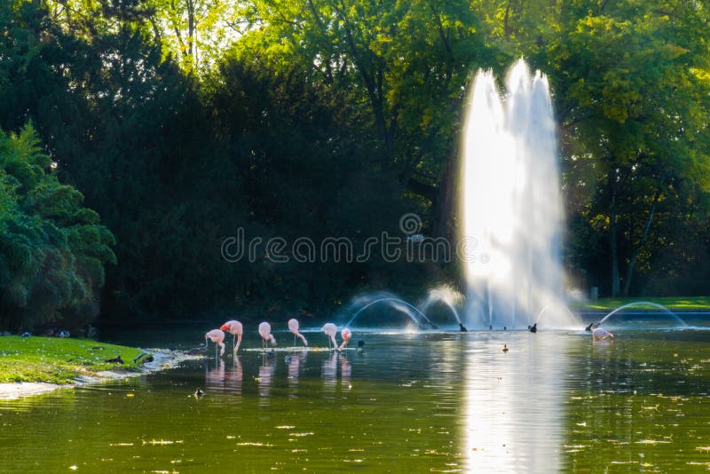 Fountain Water Jets and Splashes in Lake at Park Stock Photo - Image of ...