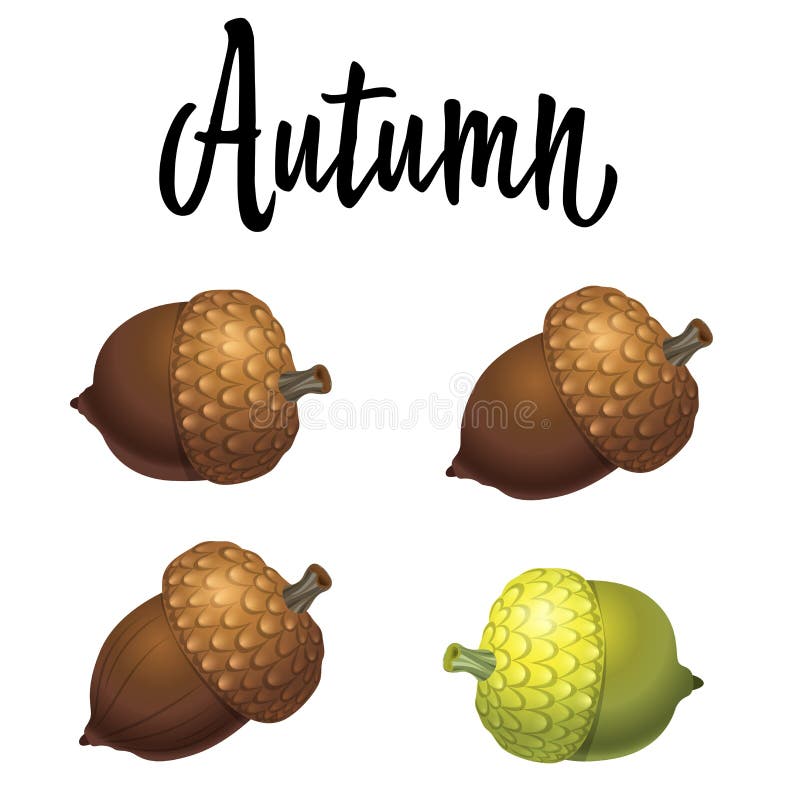 Four Acorns Isolated on White Background. Vector Illustration Stock ...