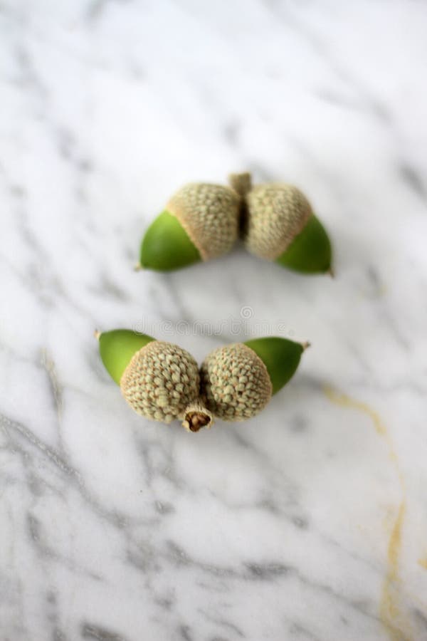 Four acorns on a row stock photo. Image of bronze, growth - 34525698