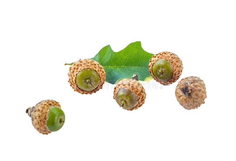 Acorns and Oak Leaf on a White Background Stock Photo - Image of four ...