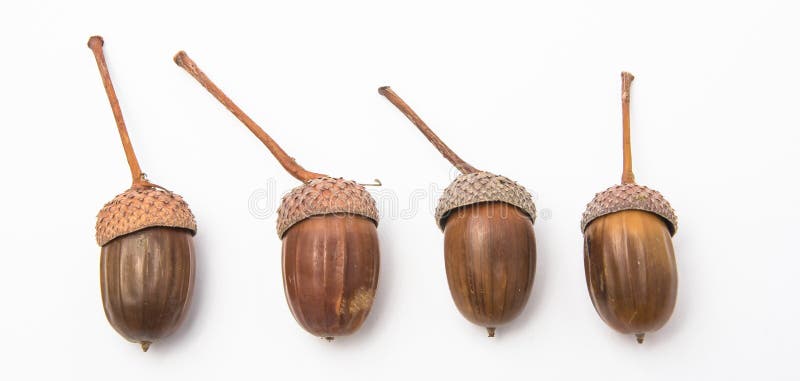 Four acorns on a row stock photo. Image of bronze, growth - 34525698