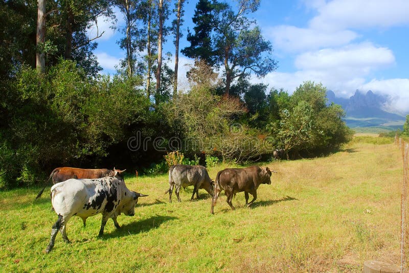 Four African Nguni Bulls on Pasture Walk Stock Image - Image of looking ...