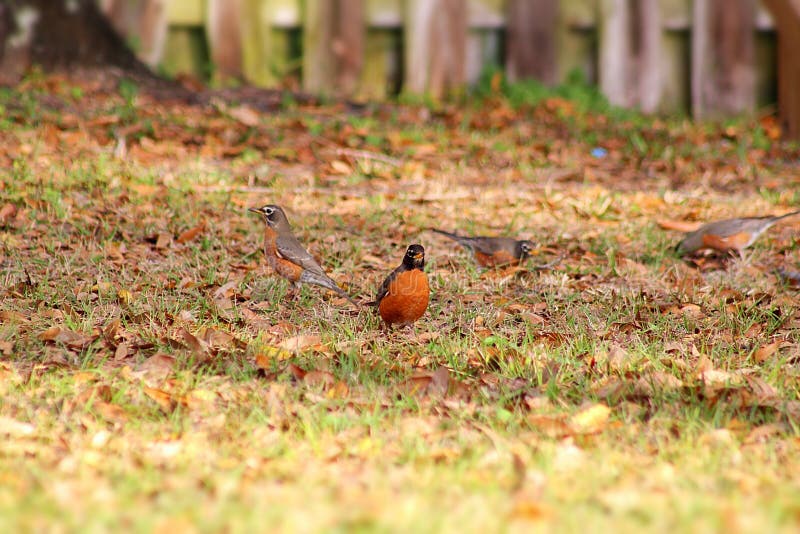 Four American Robin S in Yard Stock Photo - Image of meadow, american ...