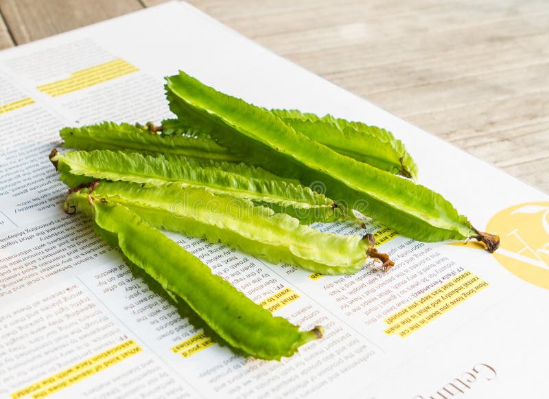 Four angle beans stock photo. Image of white, plant, food - 46496326