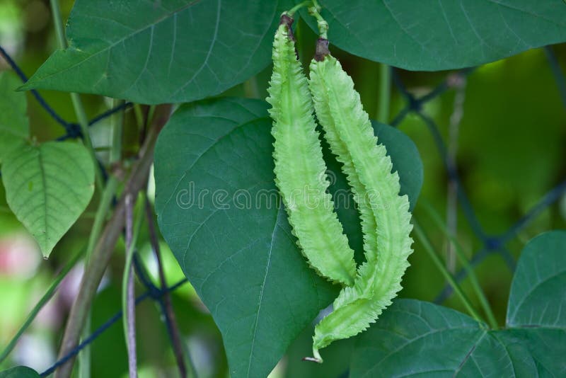Four-Angled Bean stock photo. Image of leaf, plant, bean - 11860032