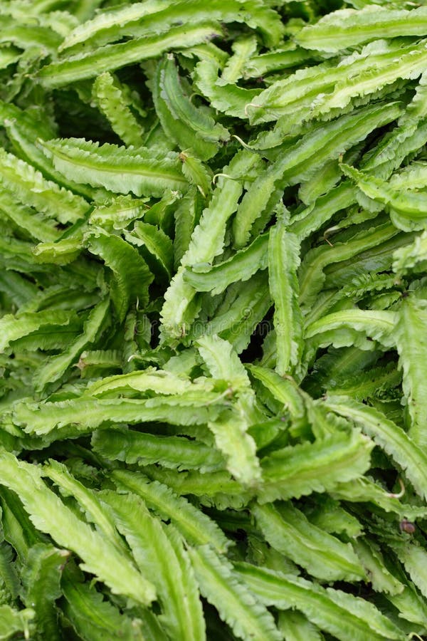 Four Angled Beans stock image. Image of winged, produce - 6021567