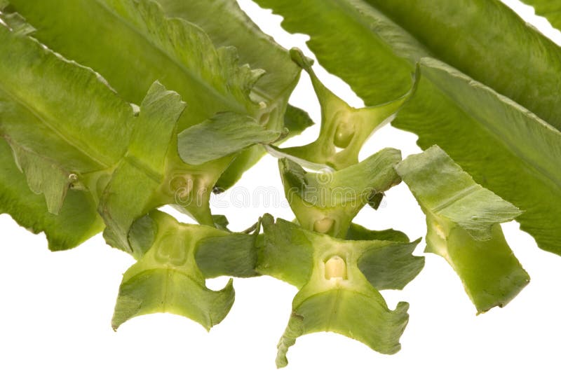 Four Angled Beans stock photo. Image of winged, delicious - 6021278