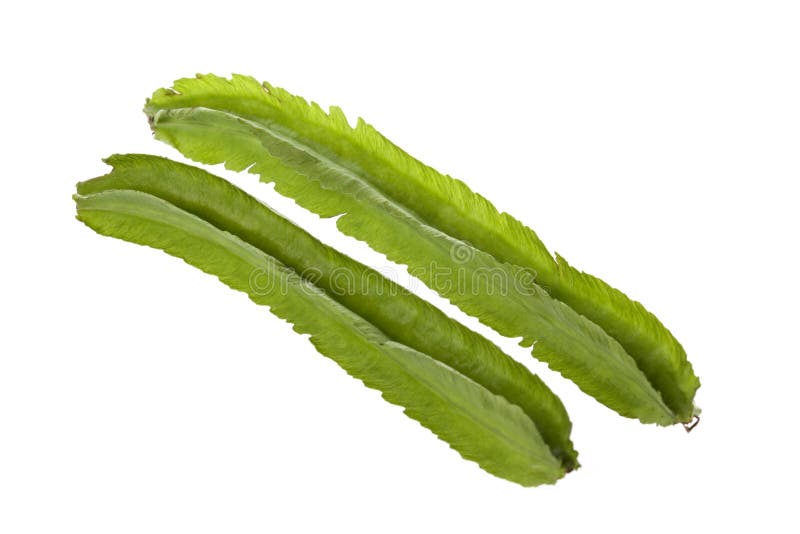 Sigarilyas Clipart Of Flowers