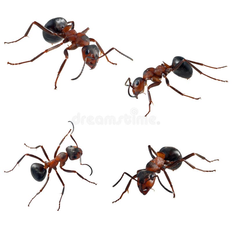 Ants Formica Polyctena Isolated Stock Photos - Free & Royalty-Free ...