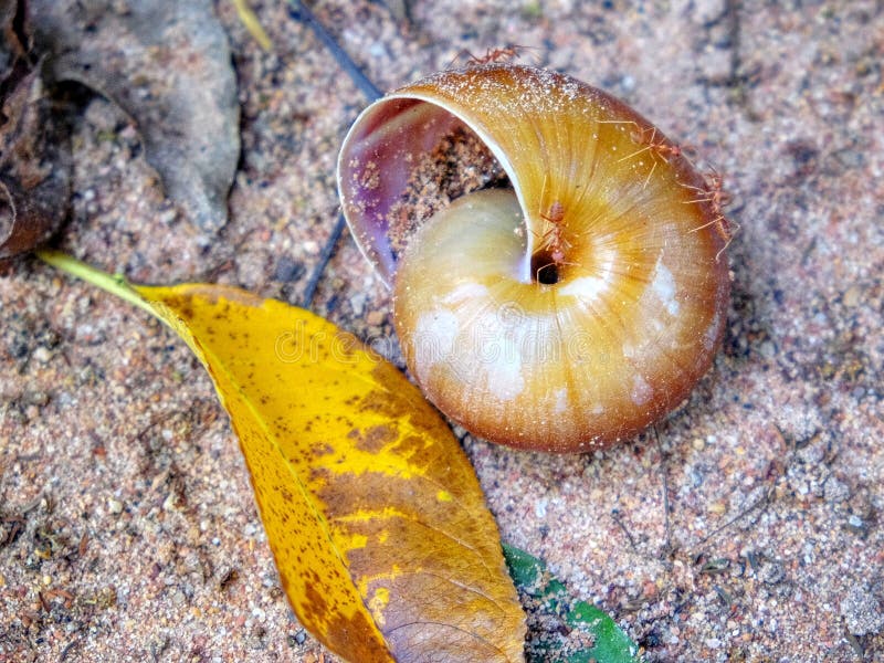 Four Ants on an Empty Snail Shell, a Yellow Leaf Stock Image - Image of ...