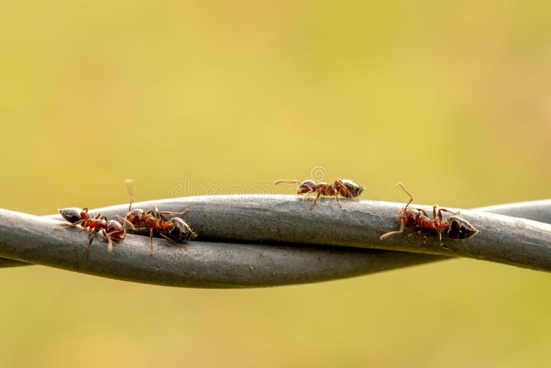 Four Ants Pass Each Other on Wire Stock Photo - Image of moving, tiny ...