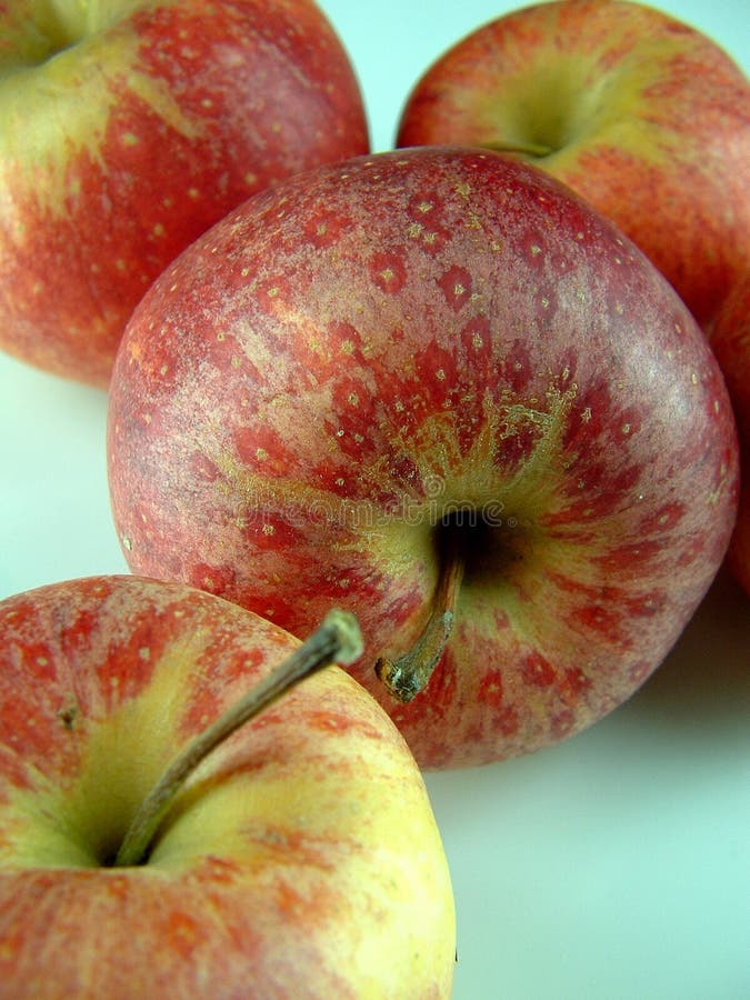 Artichoke stock photo. Image of ingredients, vegetable - 623880
