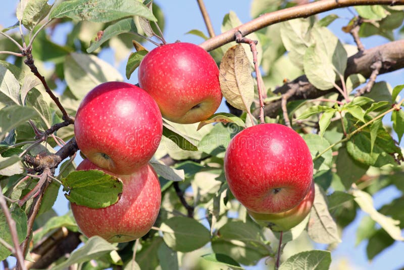 Four apples on tree stock image. Image of close, branches - 35874227