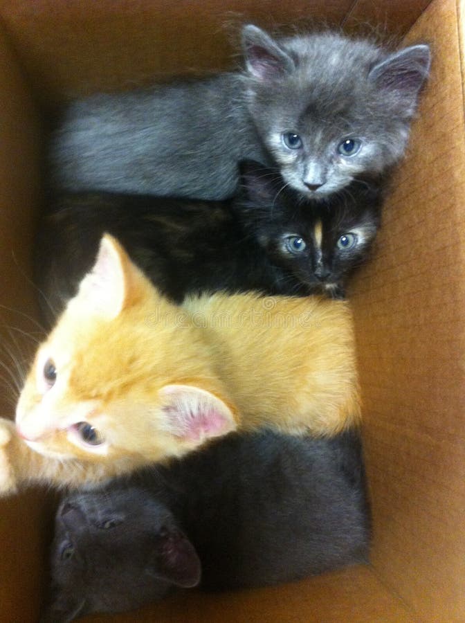 Four Assorted Kittens in a Cardboard Box Stock Image - Image of eyes ...