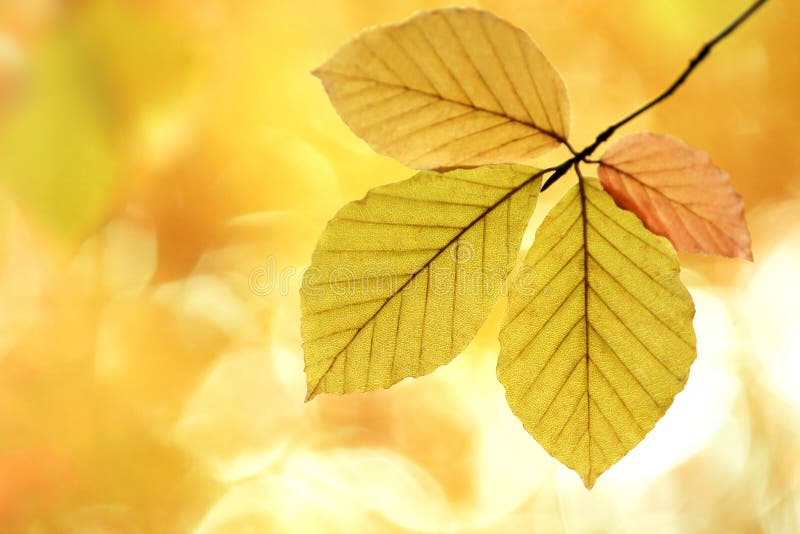 Four Autumn Leaves on a Branch Stock Photo - Image of nature, sylvatica ...