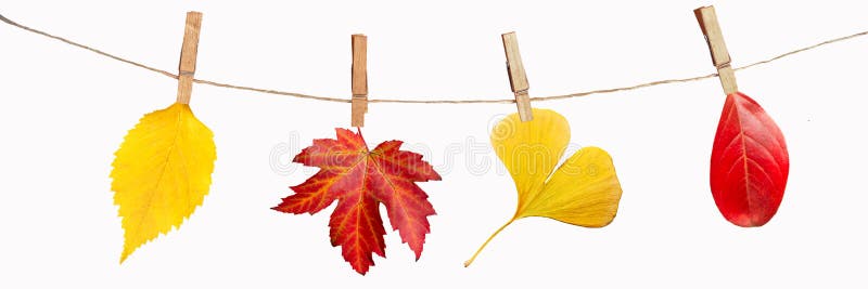 Four Autumn Leaves Hanging on a Rope Isolated on White Panoramic ...