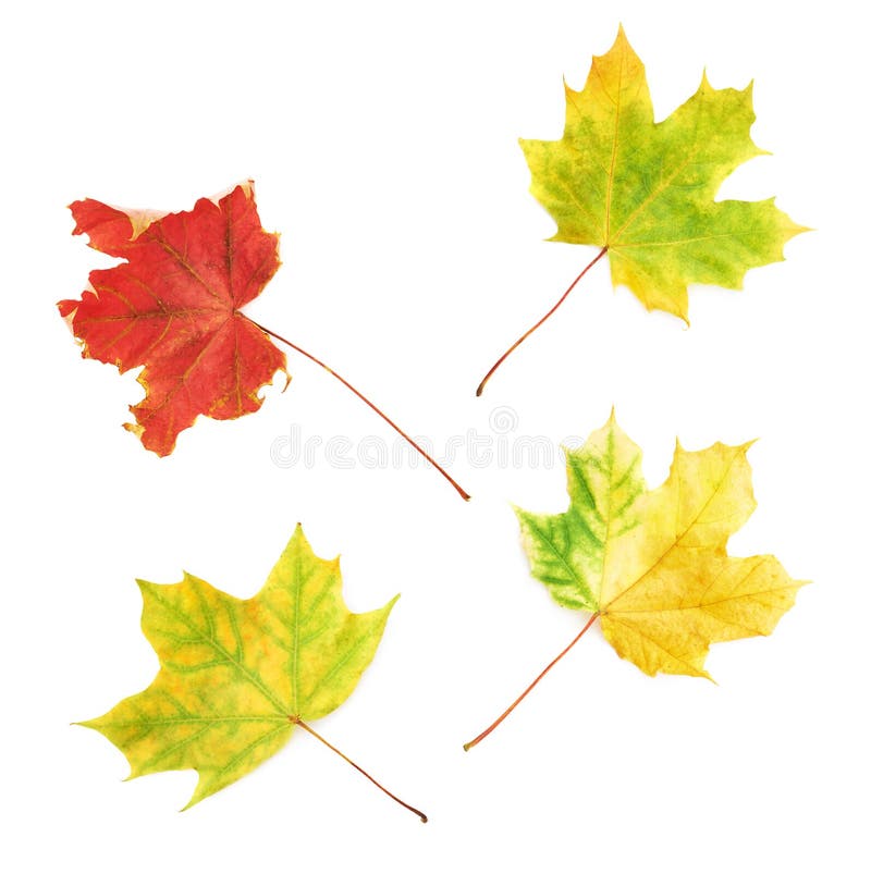 Four Autumn Maple Leaves Isolated Stock Image - Image of element ...