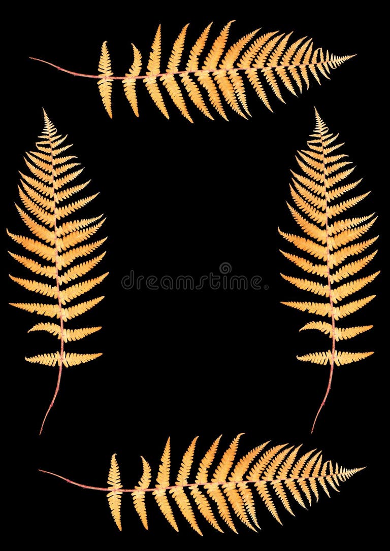 Ferns Border Stock Illustrations – 1,131 Ferns Border Stock ...