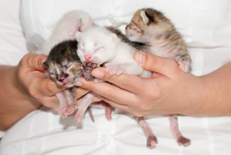 Four Week Old Kitten stock photo. Image of blanket, furry - 96358854
